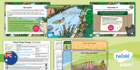 Life Cycles In Year 2 | Animals, Including Humans | PlanIt
