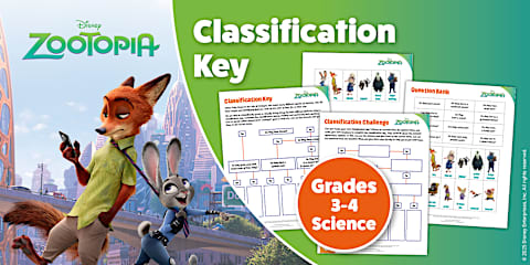 Shark Life Cycle Poster for 3rd-5th Grade