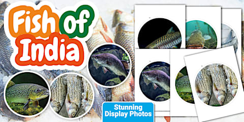 Cloudy Skies Circle Display Photo Cut-Outs