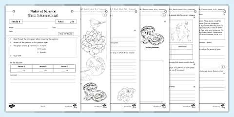 Grade 8 Natural Science: Term 2 Assessment
