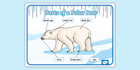 Polar Bear Diagram Activity Pack
