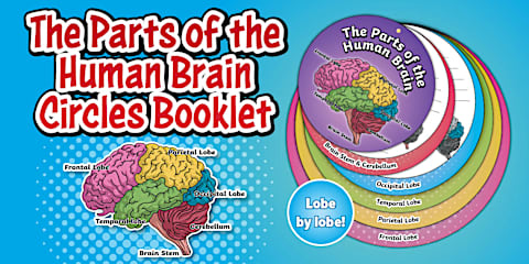 Parts of the Brain Interactive Labelling