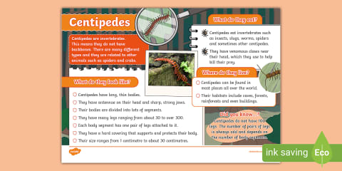 Parts of a Centipede Labelling Activity