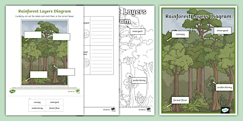 Rainforest Animals Sorting Worksheet