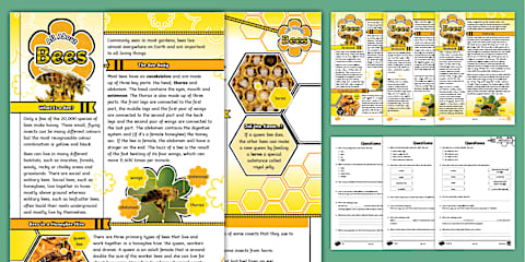 Busy Honeybees Reading Comprehension