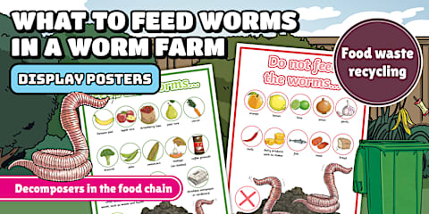 Life Cycle of an Earthworm Display Poster