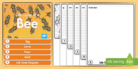 Life Cycle of a Bee Poster