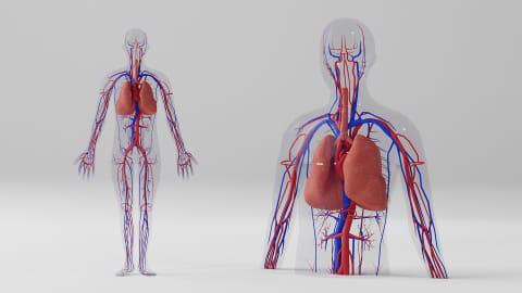 Circulatory System Flowchart Display Poster and Worksheet Pack