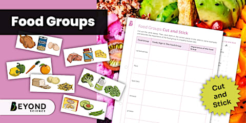 Healthy Eating Divided Plate Sorting Activity