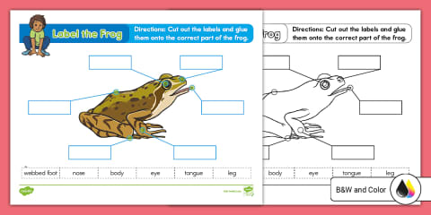 Frog Diagram Pack
