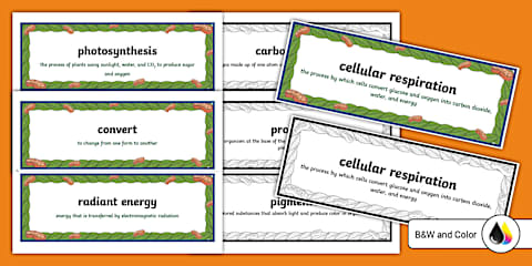 Photosynthesis and Cellular Respiration Vocabulary Matching Quiz and ...