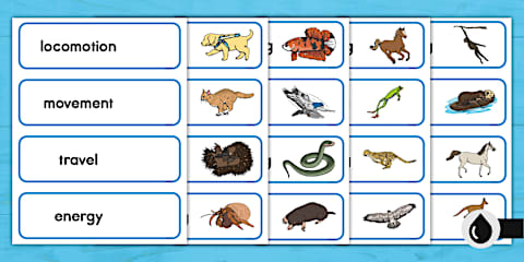 How Animals Move Worksheet