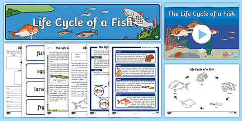 Life Cycle of a Fish PowerPoint
