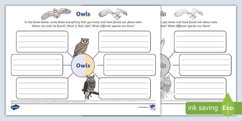 Owl Labelling Worksheet