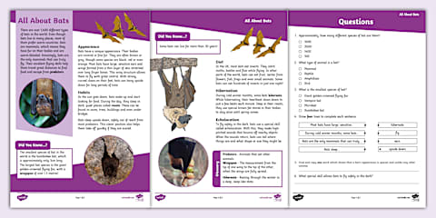 Bats Word Search Worksheet