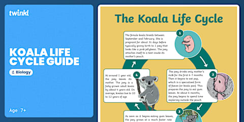Life Cycle of a Brushtail Possum Display Poster