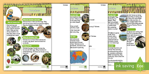 Tortoise Fact Cards