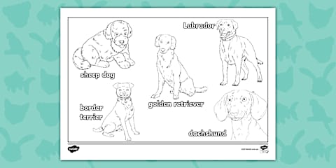 Dog Mindfulness Colouring Sheets for Early Years - Twinkl