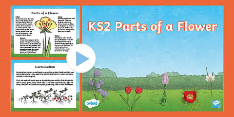 Parts of a Plant Interactive Labelling Activity