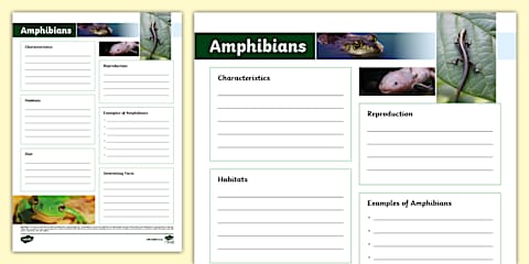 Amphibians Folding Life Stages Template - Twinkl