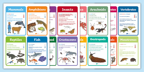 Classification Pyramid Display Poster