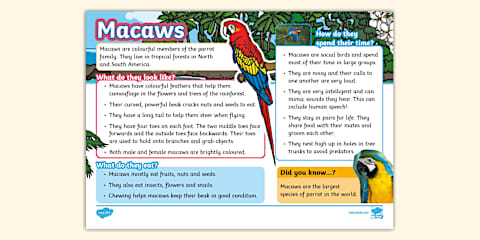 Life Cycle of a Duck Cloze Worksheet