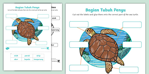 Kindergarten Label the Sea Turtle Cut and Paste Worksheet