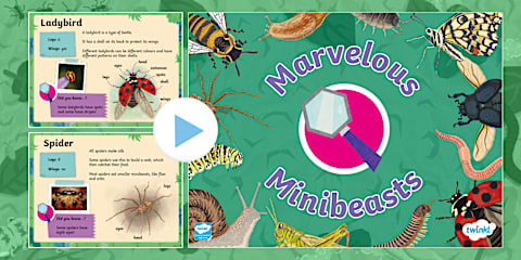 Let's Find Some Minibeasts! PowerPoint Book