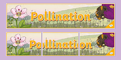 KS2 Herbs Display Poster