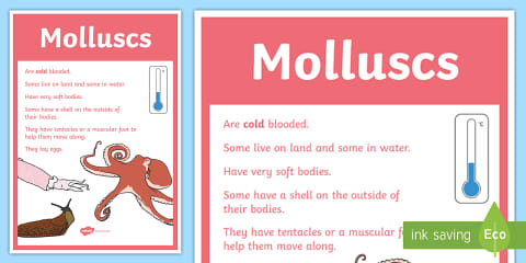 Mollusc Fact File