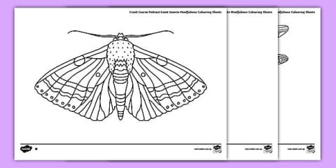 Minibeast Colouring Sheets - Childrens Colouring Pictures