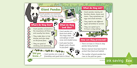KS1 Frogs Fact File | Animals | Twinkl