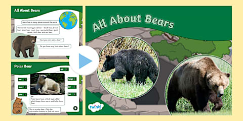KS1 Black Bear Fact File - Twinkl - KS1