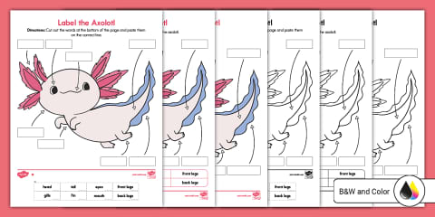 Axolotl Fact File