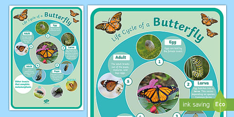 Life Cycle of a Frog Display Poster