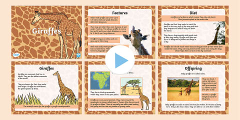 Giraffe Page Borders