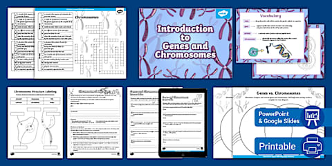 Genes and Inheritance Terminology Matching Worksheet for 3rd-5th Grade