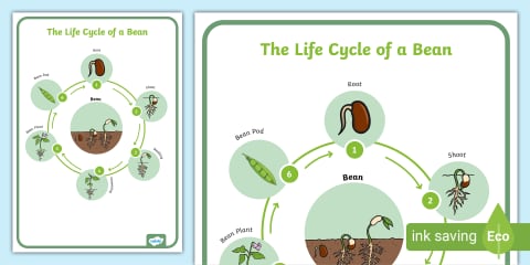 Grow a Seed in a Bag | Bean for Science Experiment | Twinkl