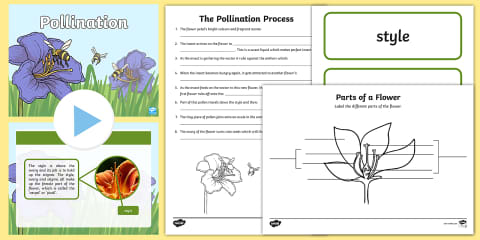 Pollination In Plants Worksheet