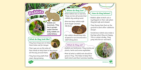 KS1 Frogs Fact File | Animals | Twinkl