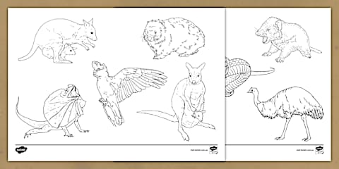 Australian Plants and Flowers Colouring Pages