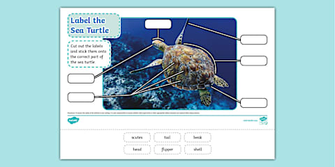 Kindergarten Label the Sea Turtle Cut and Paste Worksheet
