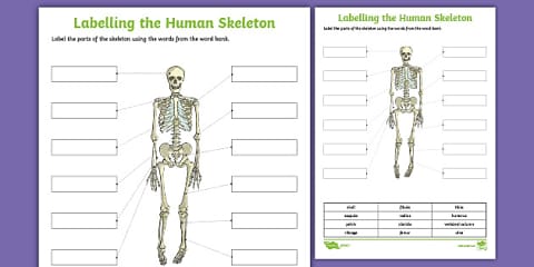 Human Body Muscles Diagram Activity Pack