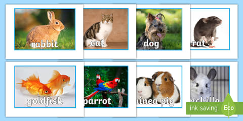 Pets Display Banner