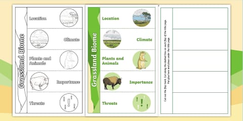 Grassland Biome Challenge Cards