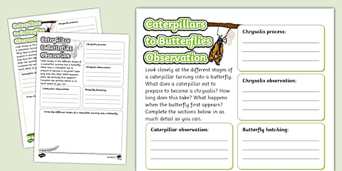 Butterfly Observation Worksheet for K-2nd Grade