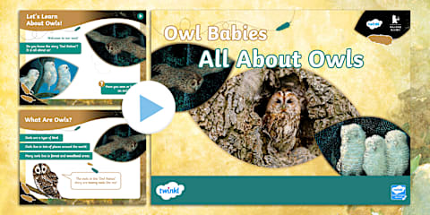 10 Facts About Owls Display Poster