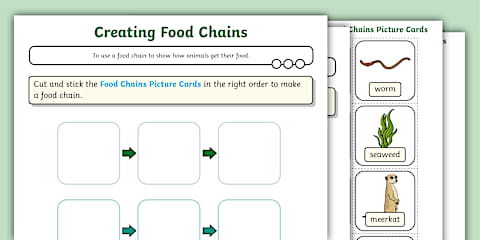 Food Chains Posters