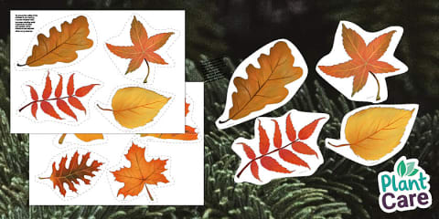 Large Autumn Leaves Display Cut-Outs