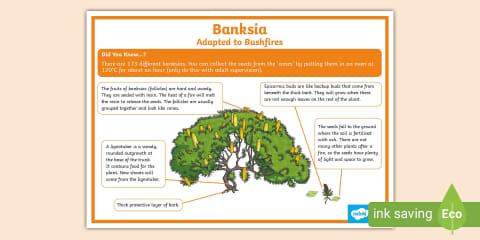 Australian Eucalyptus Plant Adaptations Fact File